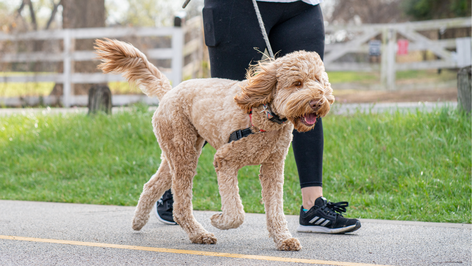 11 Surprising Benefits of Daily Dog Walks | Petzyo