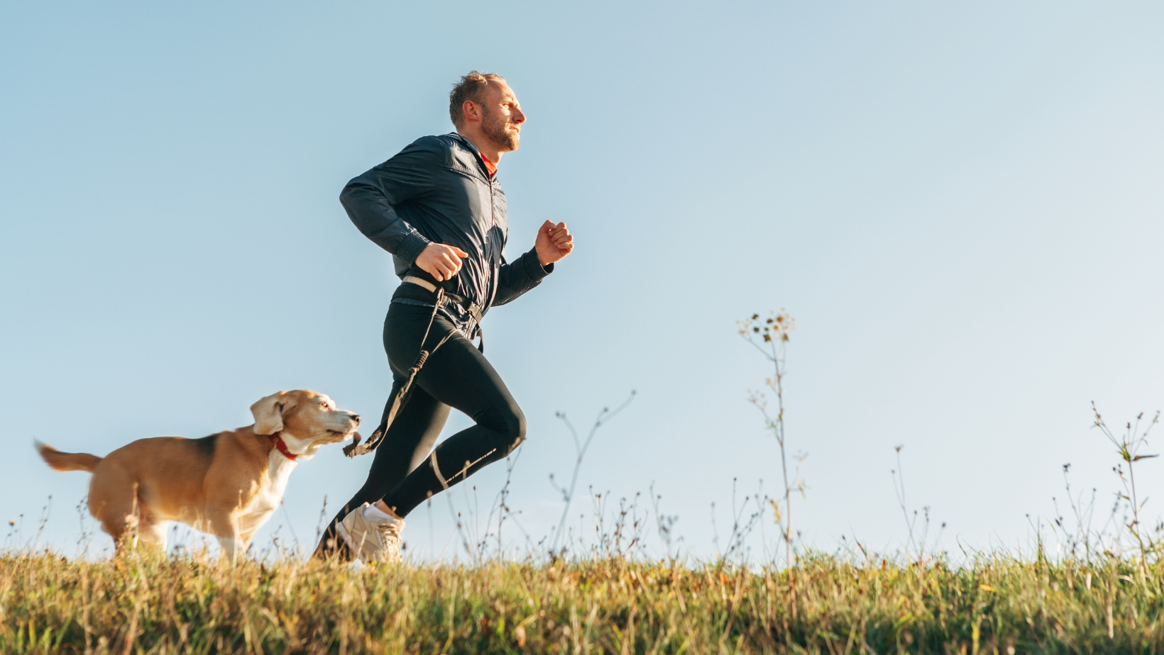 7 Exercises To Do with Your Dog | Petzyo