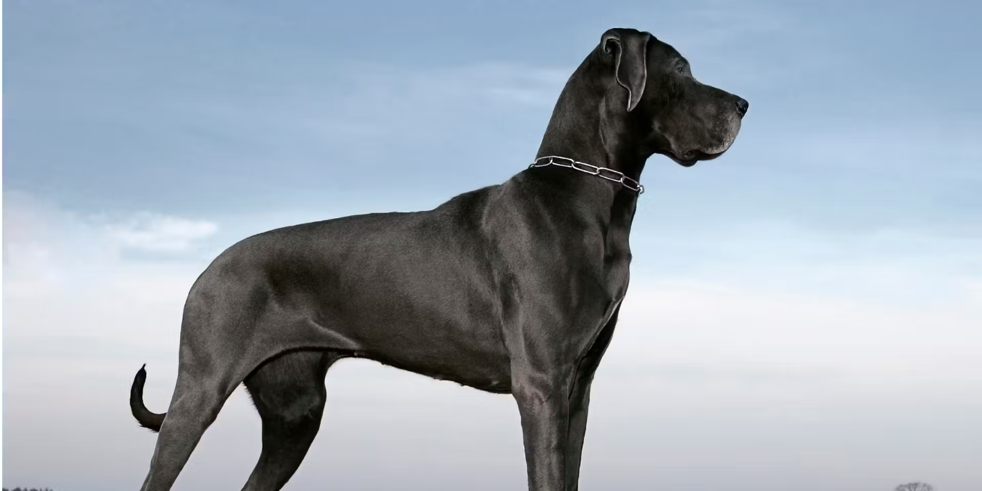 Understanding Most Common Health Issues in Large Breed Dogs – Petzyo