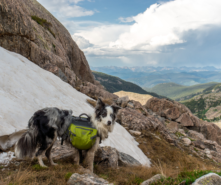 10 Must-Know Tips for Hiking with Your Dog – Petzyo