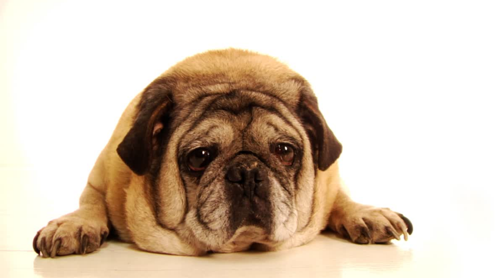 How to Help a Dog Lose Weight: 13 Life-Changing Tips – Petzyo