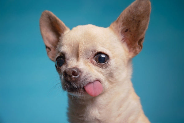 Everything About Chihuahua Dog | Breed Guide – Petzyo